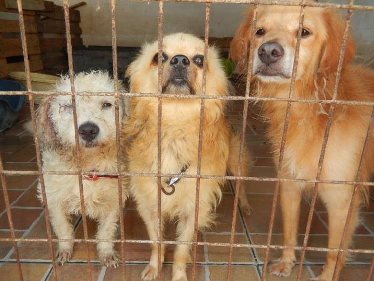 Manifesto | Saving the lives of Europe’s stray dogs – Wide Orbits